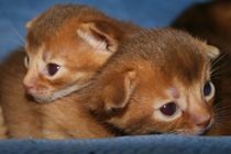 Abyssinian kittens | Abyssinian cats | Swift Abyssinians
