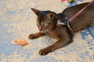 Abyssinian kittens | Abyssinian cats | Swift Abyssinians